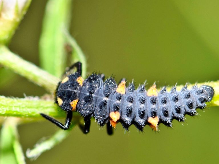 Tout connaître de la larve de coccinelle | Agrapresse.fr