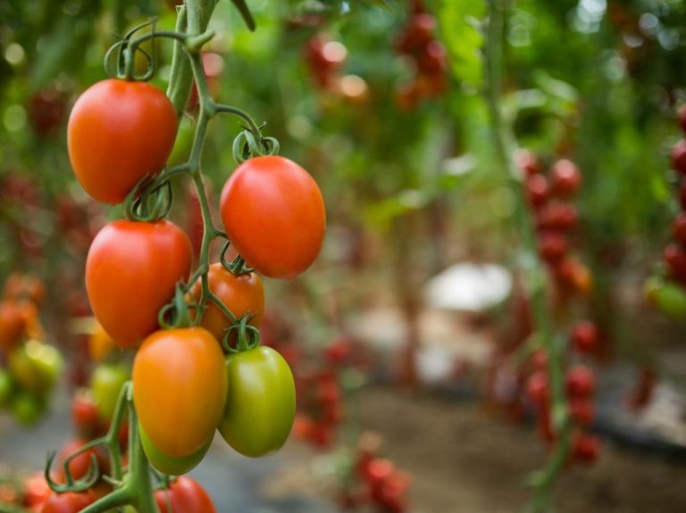Les caractéristiques plants de tomate | Agrapresse.fr