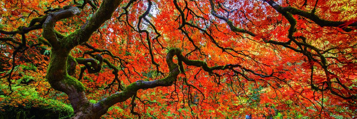 Les Fleurs et Arbres pour votre Jardin | Agrapresse.fr