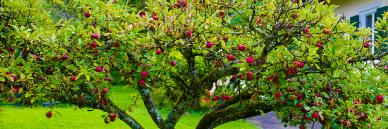 Comment choisir et planter vos arbres fruitiers ? | Agrapresse.fr