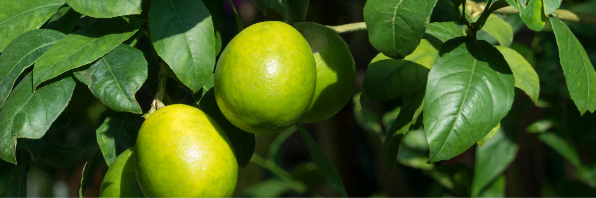 Comment choisir et planter vos arbres fruitiers ? | Agrapresse.fr