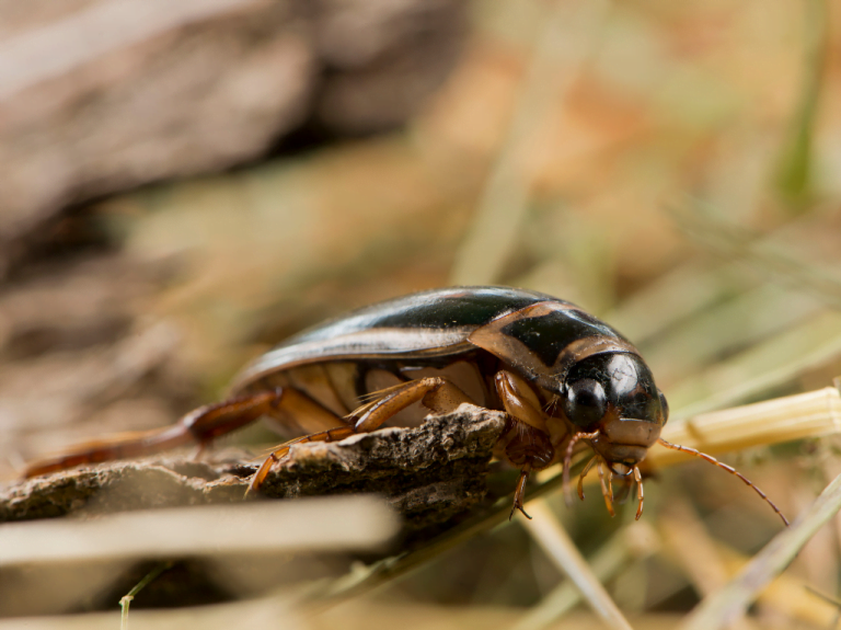 Comment se débarrasser des blattes de jardin ? | Agrapresse.fr