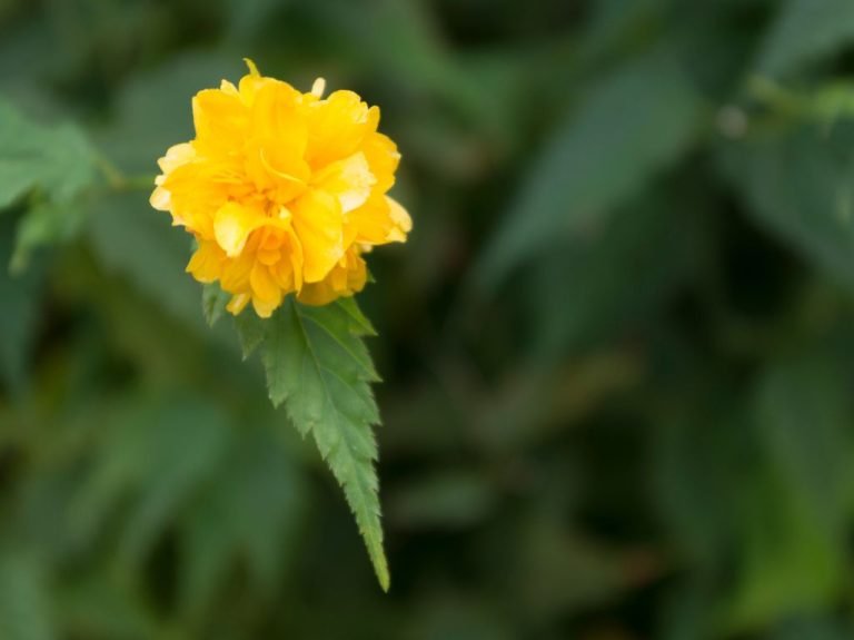 Qu'est-ce que la Corète du Japon ? | Agrapresse.fr