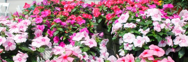 Tout savoir sur la Pervenche de Madagascar | Agrapresse.fr