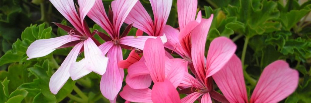 Découvrez le géranium lierre | Agrapresse.fr