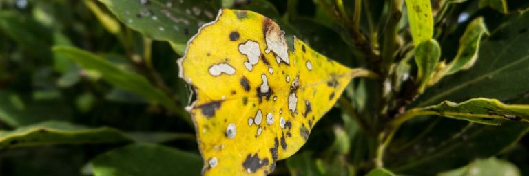 Tout savoir sur le laurier du Portugal | Agrapresse.fr