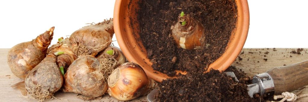 Informations Pratiques : Guides Plantes et Légumes | Agrapresse.fr