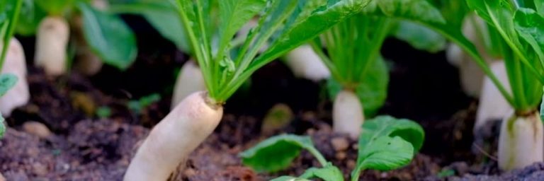 Découvrez le radis blanc asiatique Daikon | Agrapresse.fr