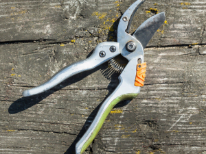 Comment bien entretenir son sécateur | Agrapresse.fr