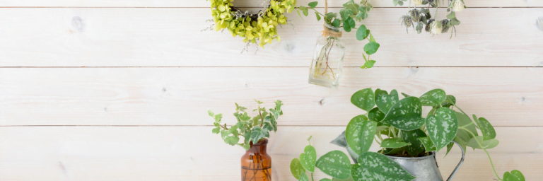 Les différents types de plantes | Agrapresse.fr