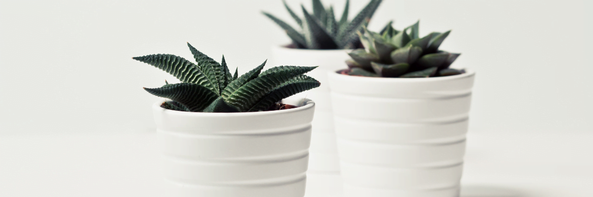 Les différents types de plantes | Agrapresse.fr