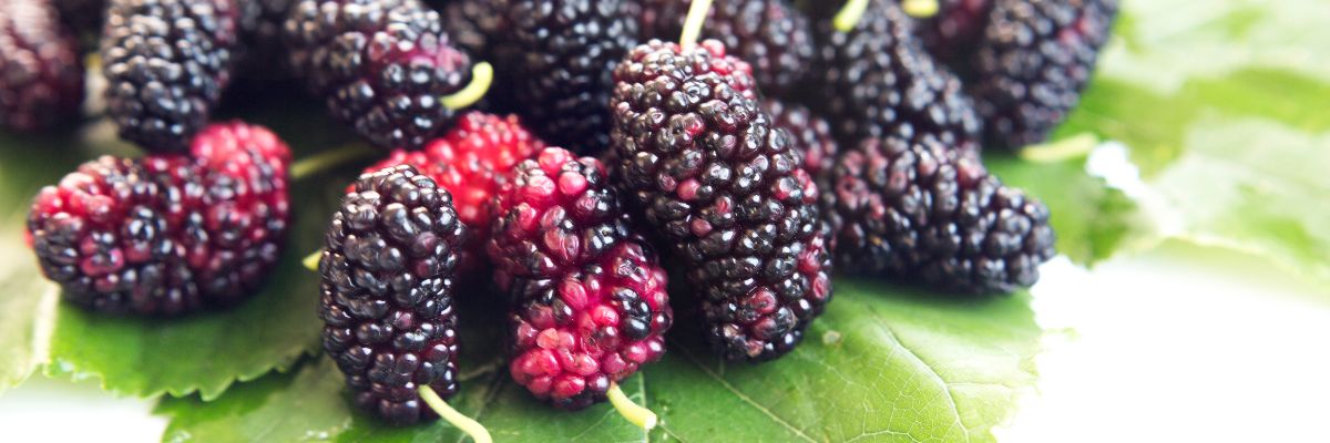 Mûrier platane offrant une ombre impénétrable | Agrapresse.fr