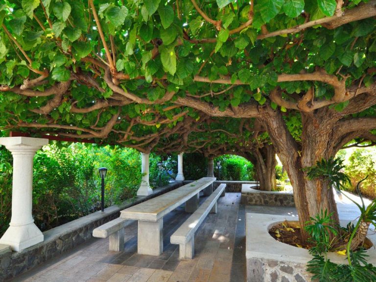 Mûrier platane offrant une ombre impénétrable | Agrapresse.fr