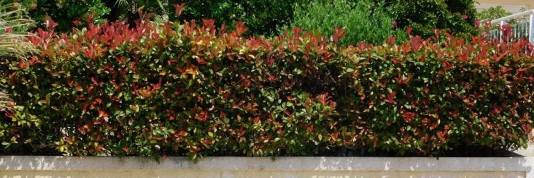 Le photinia red robin idéal pour une haie champêtre | Agrapresse.fr