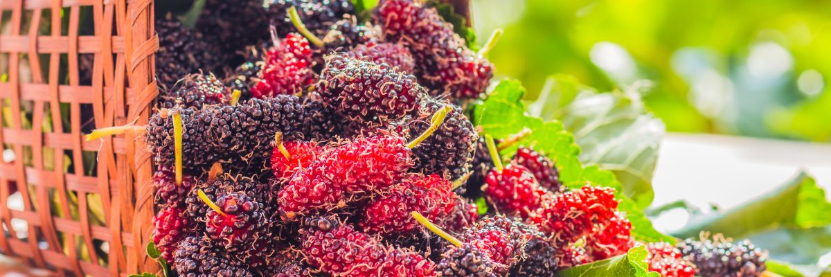 Mûrier platane offrant une ombre impénétrable | Agrapresse.fr