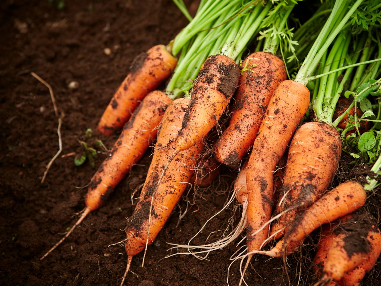 Plantation des carottes au mois de Février : Le guide complet