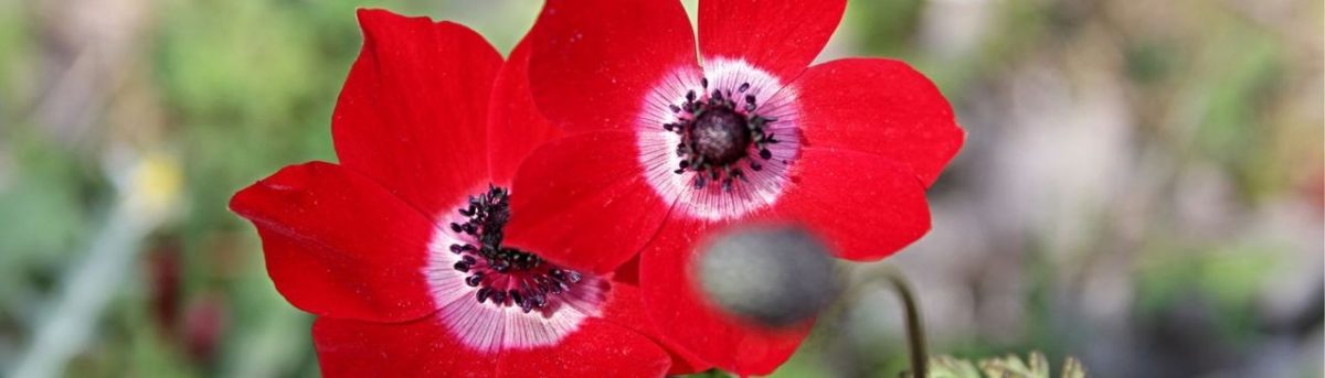 Le top 10 des meilleures variétés de fleurs pour le jardin