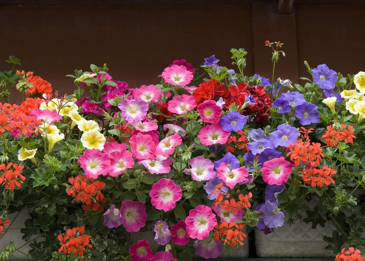 Quelles sont les fleurs à choisir pour embellir son balcon
