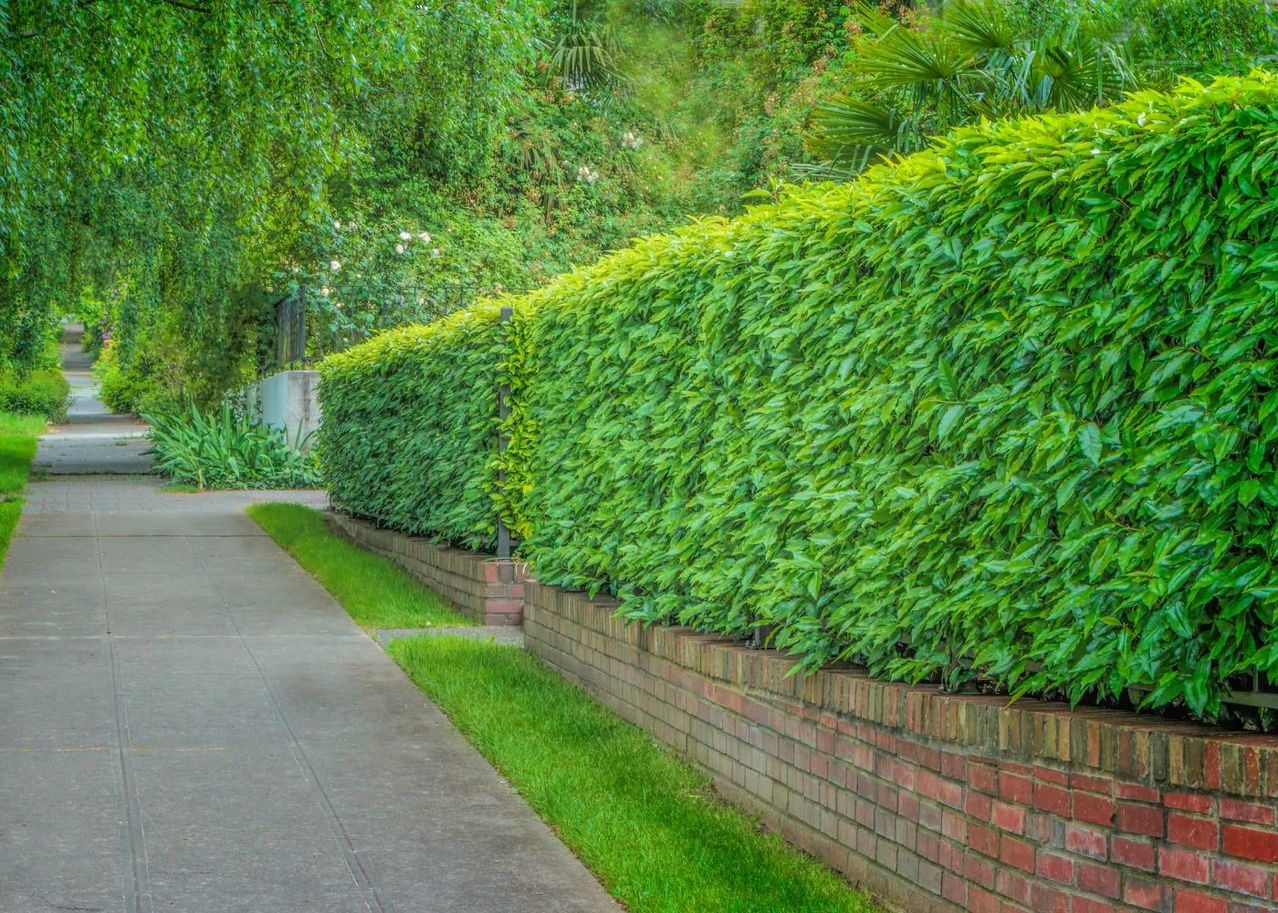 Les plantes idéales pour former une haie dans votre jardin