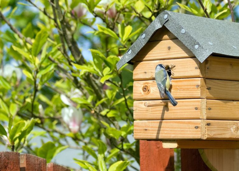 Les Nichoirs pour protéger les oiseaux de votre jardin