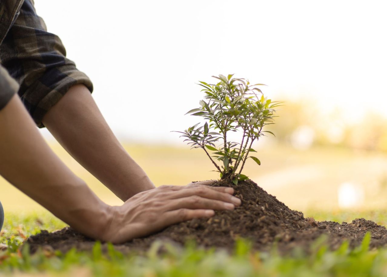Que dit la loi sur la plantation d'arbre dans son jardin