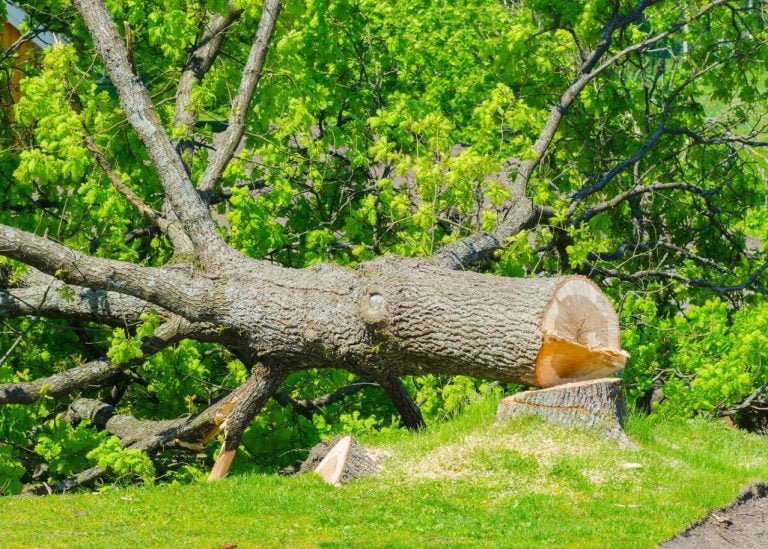 Quelle autorisation faut-il pour abattre un arbre dans son jardin