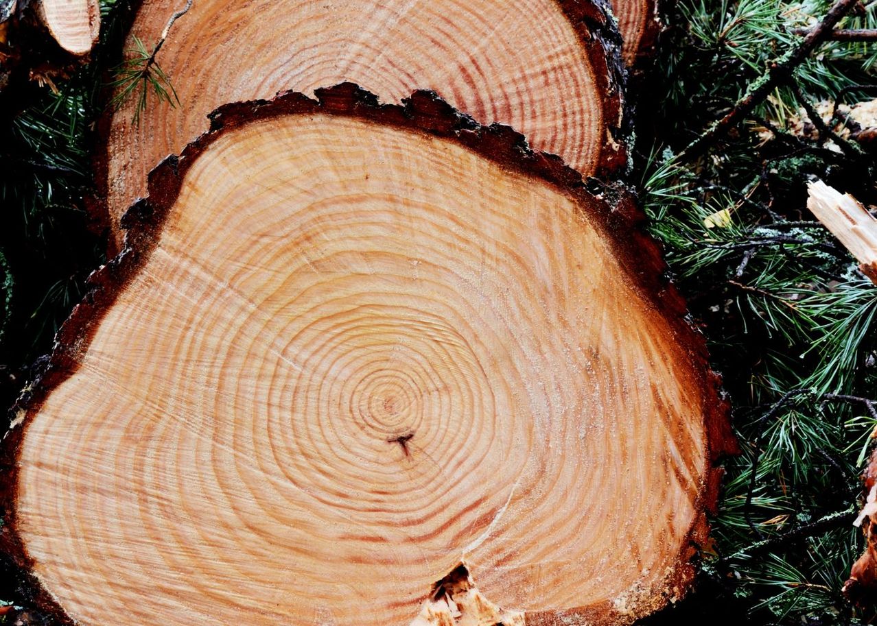 Découvrez la dendrologie