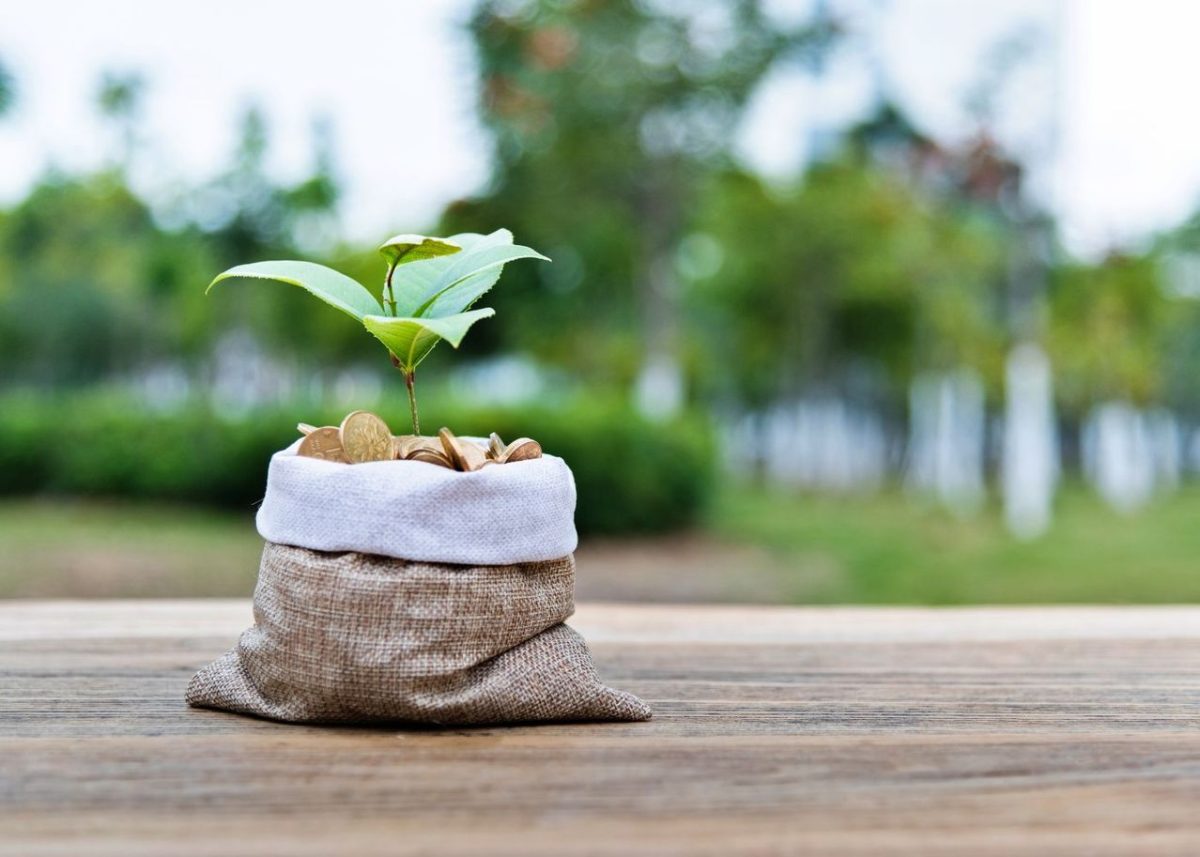 Culture en sac : Avoir des fraises savoureuses sans jardin