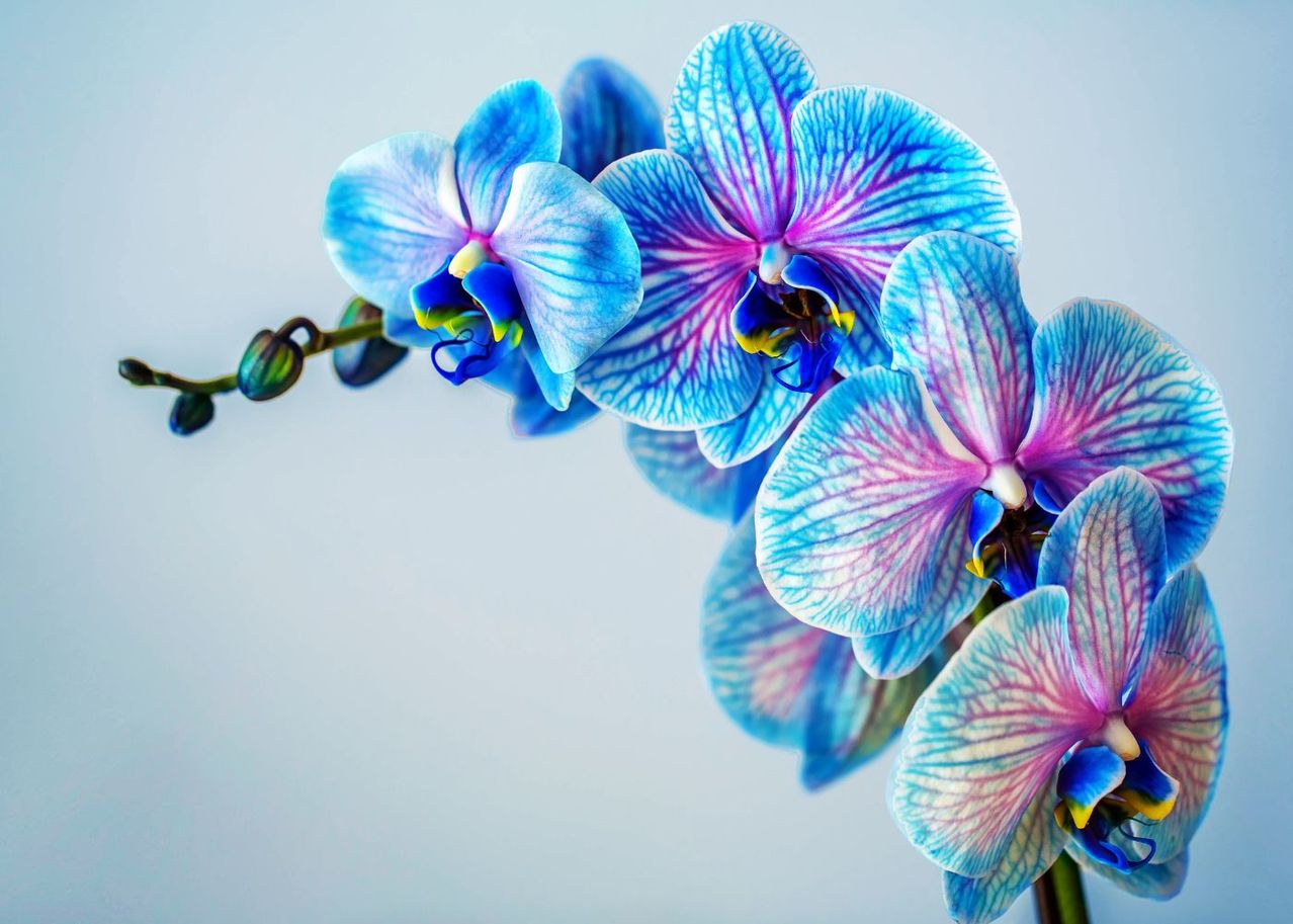 Quelle est la signification des couleurs de l'orchidée