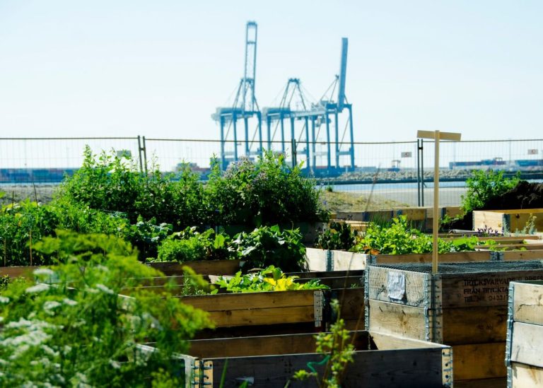 Le potager urbain : la nouvelle mode en France pour les cultures en ville