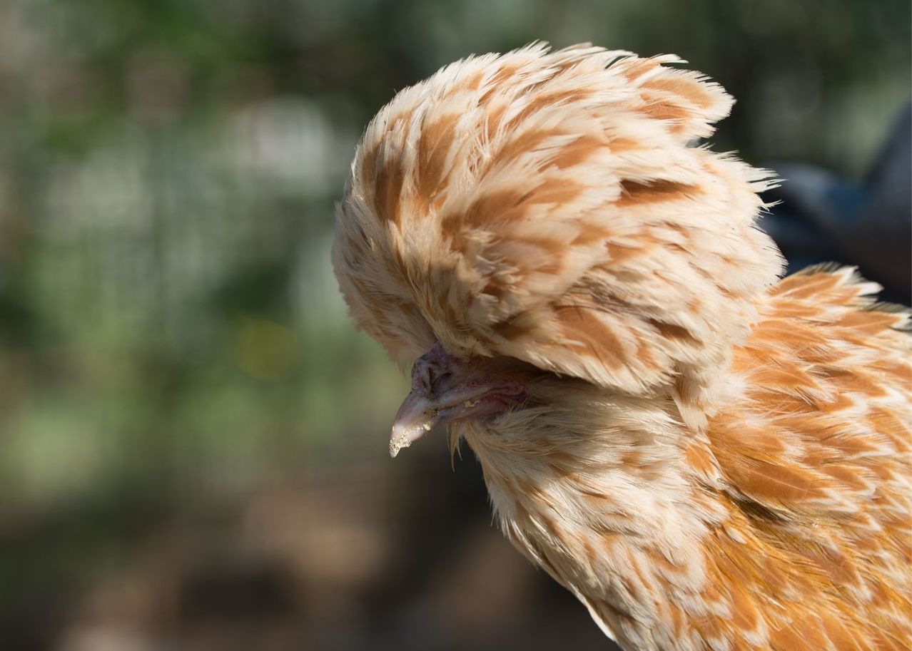 Poules d'ornement : Quelles races ajouter à son jardin