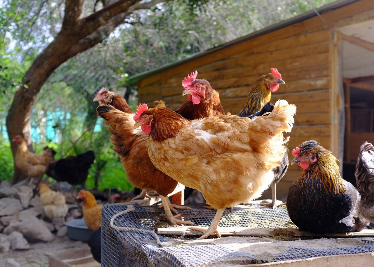 Quand Les Poules Pleutent | Quand Pleut Les Poules Au Sec – AFBUA