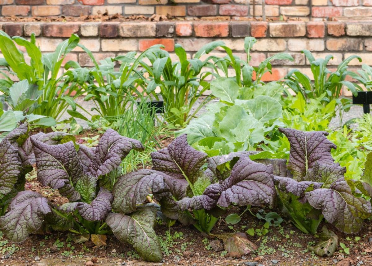 Quels légumes planter dès le mois de mars au potager