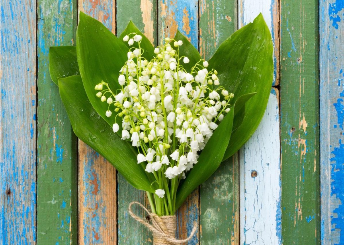 Fête du muguet : cultiver son muguet pour le 1er mai