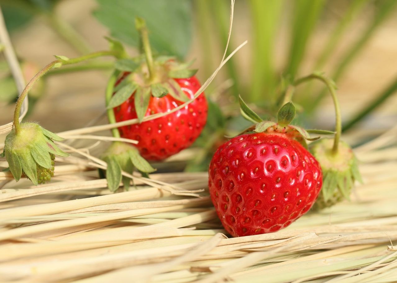 Fraises : Tout savoir sur la culture des fraises au potager