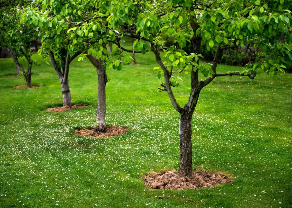 Les arbres fruitiers nains : la solution pour les petits jardins et ...