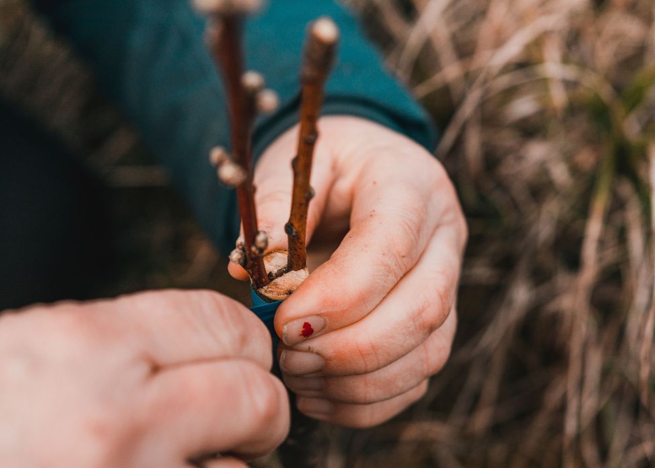 La greffe : créez vos propres variétés fruitières en mariant les arbres