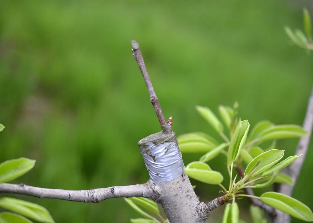 La greffe : créez vos propres variétés fruitières en mariant les arbres