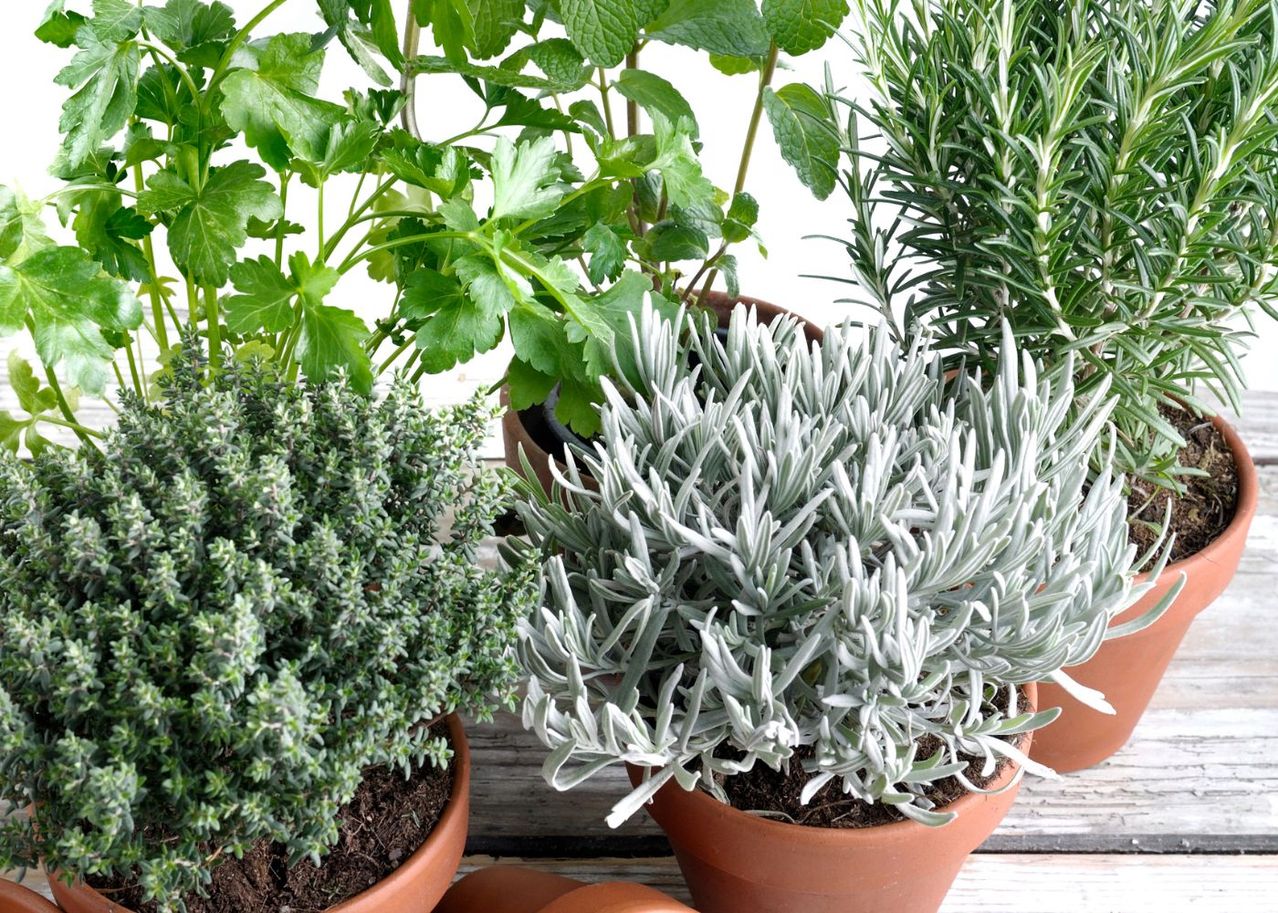 La culture des herbes aromatiques : taille et entretien