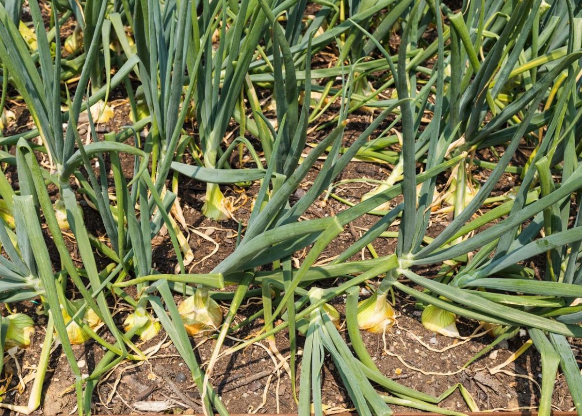 Comment planter et cultiver des oignons