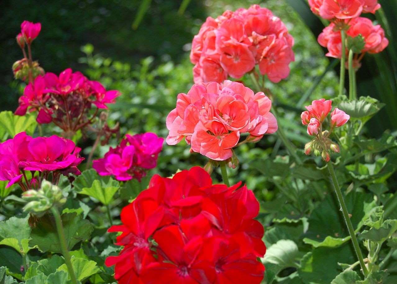 Plantes répulsives pour vous débarrasser des limaces et escargots