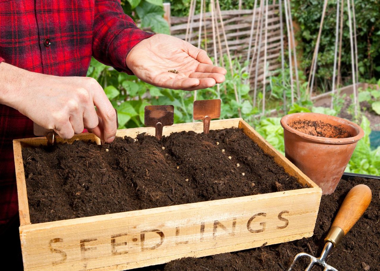 Réussir ses semis à tous les coups : nos conseils pour des plantations ...