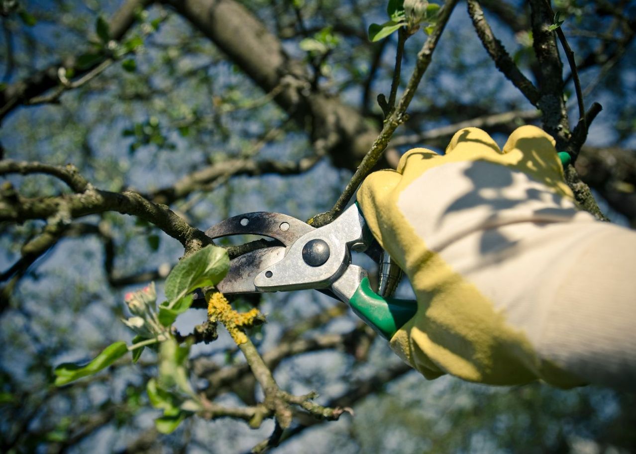 Les techniques de taille pour arbres fruitiers : doublez vos récoltes ...