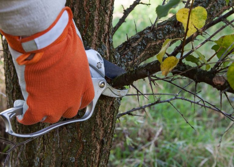 Les techniques de taille pour arbres fruitiers : doublez vos récoltes ...