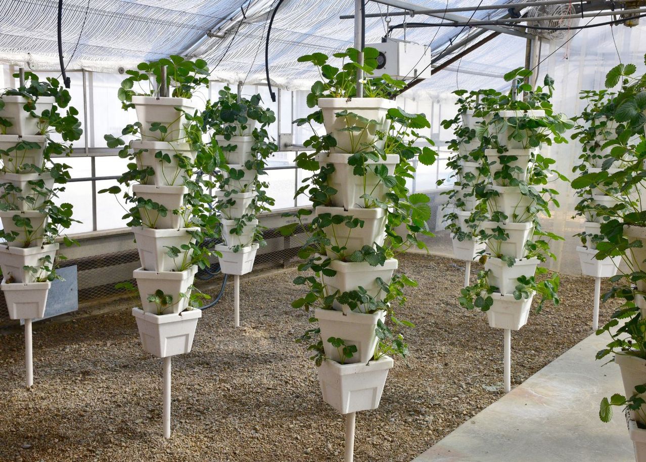 Cultiver ses fraises dans une tour : comment fabriquer une tour à ...