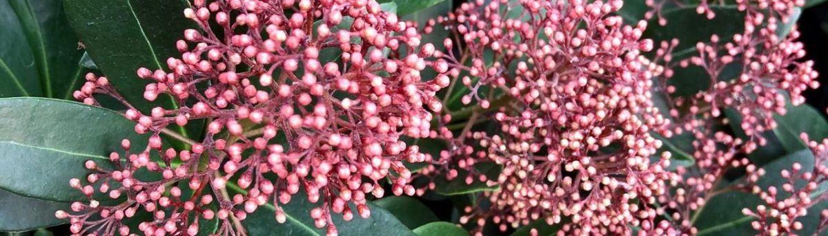 5 arbustes à baies rouges pour un contraste de couleurs dans le jardin