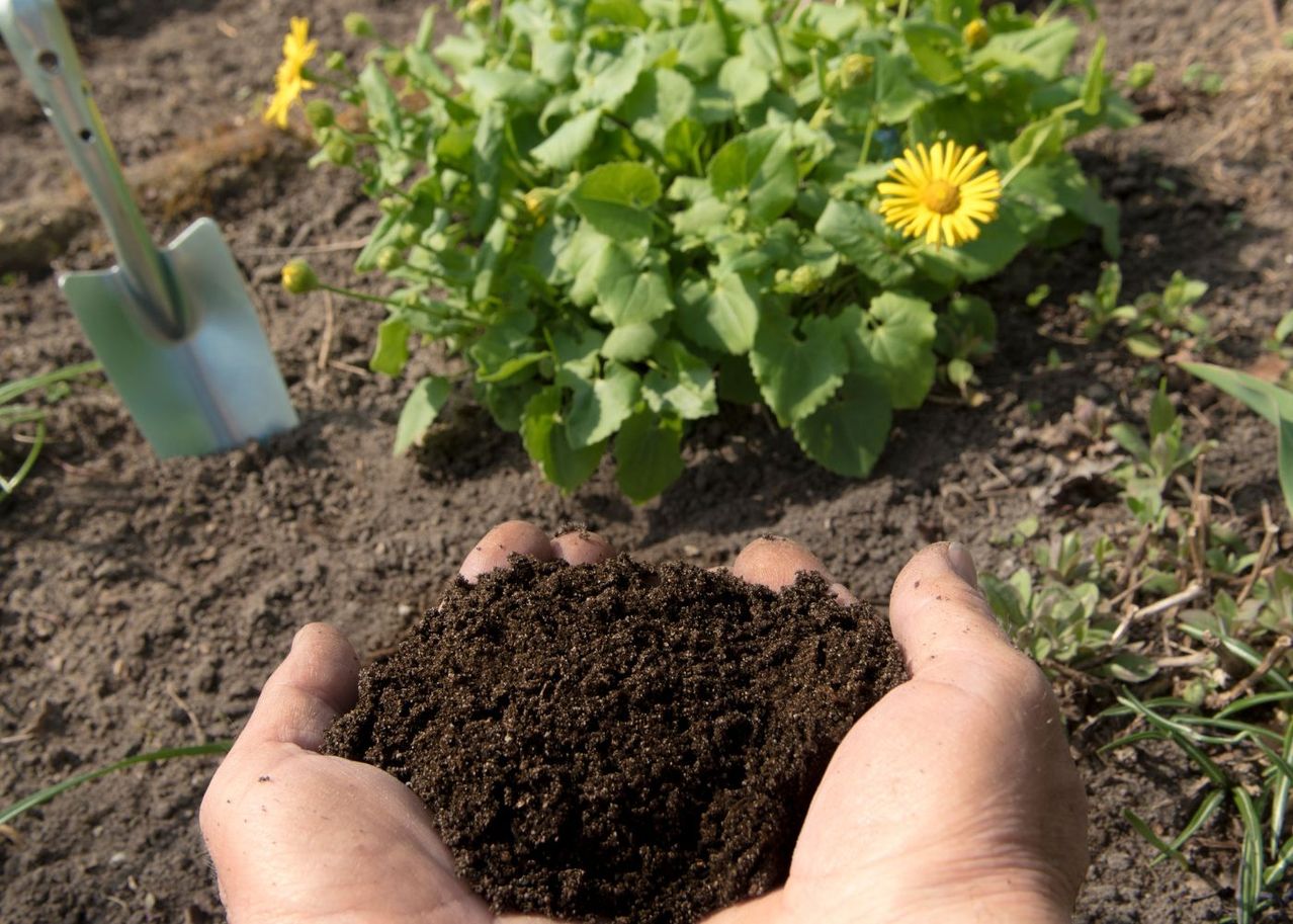 Top 5 des engrais naturels pour un potager sain