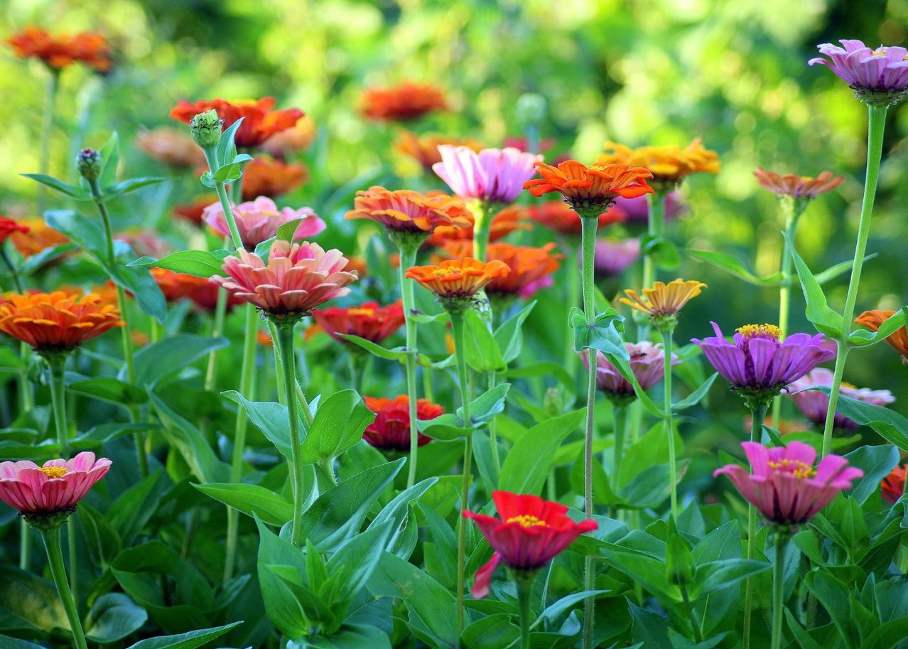 5 fleurs avec un réel intérêt dans votre potager