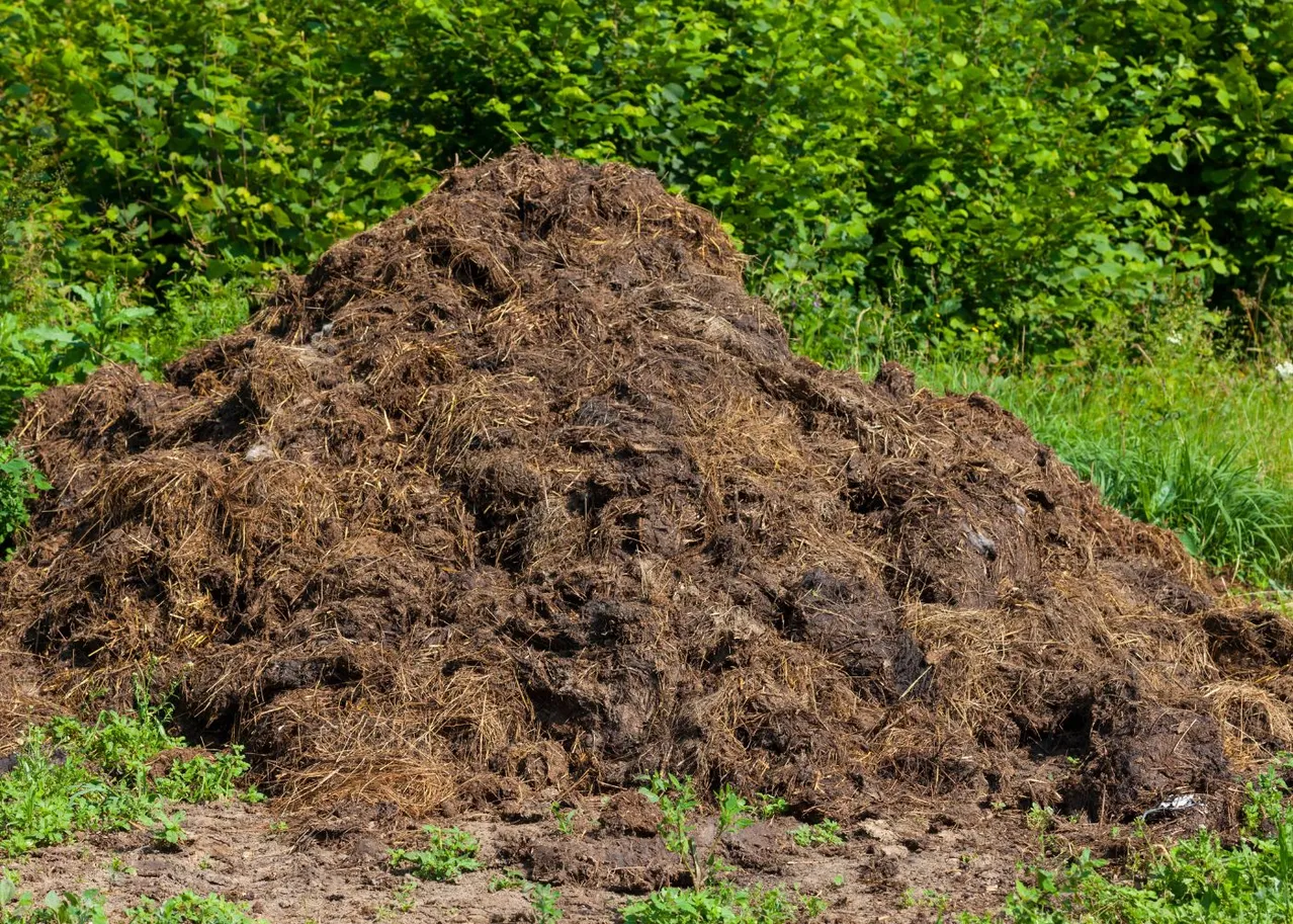 Fertiliser son jardin avec du fumier : quand et comment l'appliquer