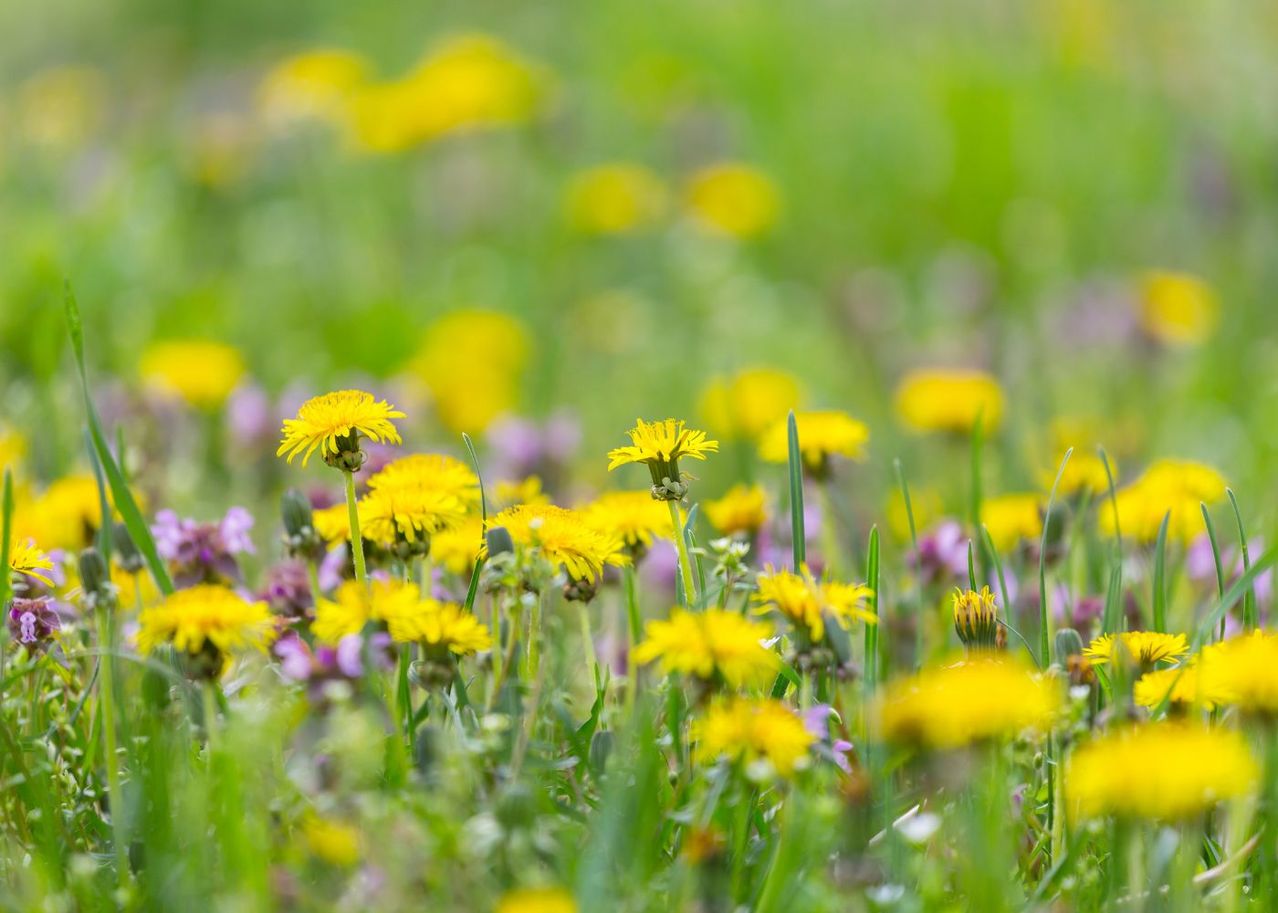 Comment éradiquer le pissenlit dans son gazon et l'empêcher de pousser
